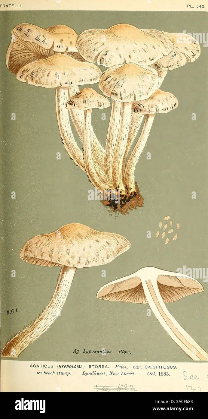 Illustrationen von britischen Pilzen (Hymenomycetes), als atlas zum ...