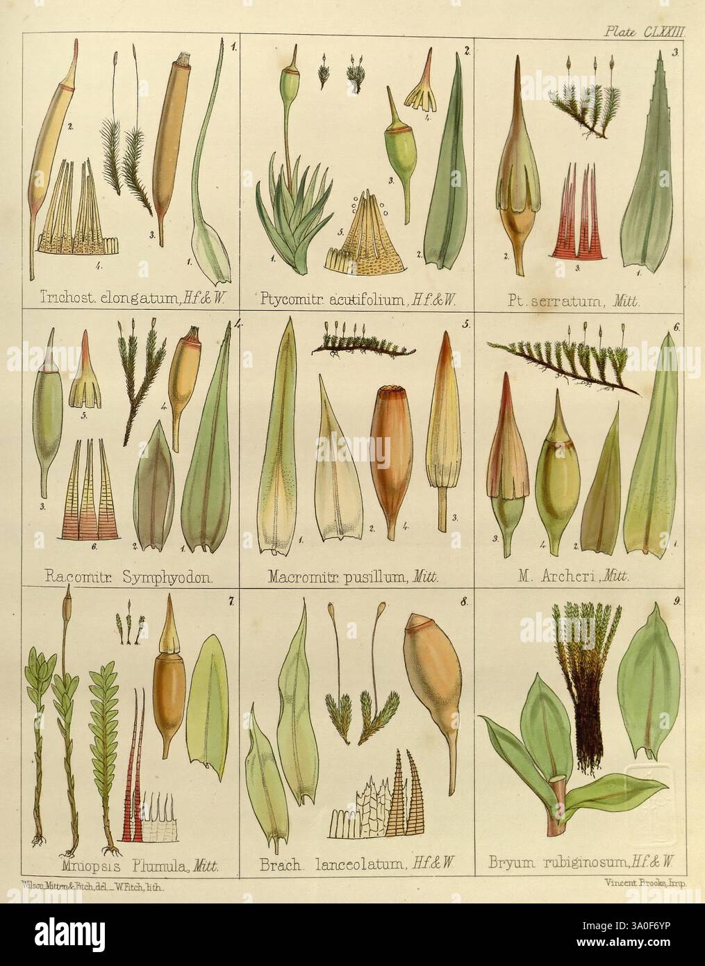Die Botanik der antarktischen Reise der H.M. Entdeckungsschiffe Erebus ...