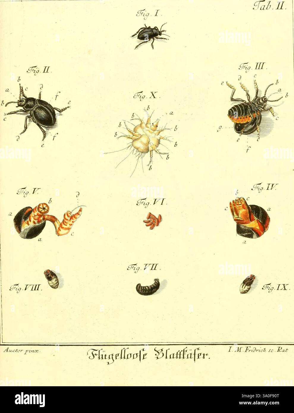 Variationen innerhalb der arten -Fotos und -Bildmaterial in hoher ...