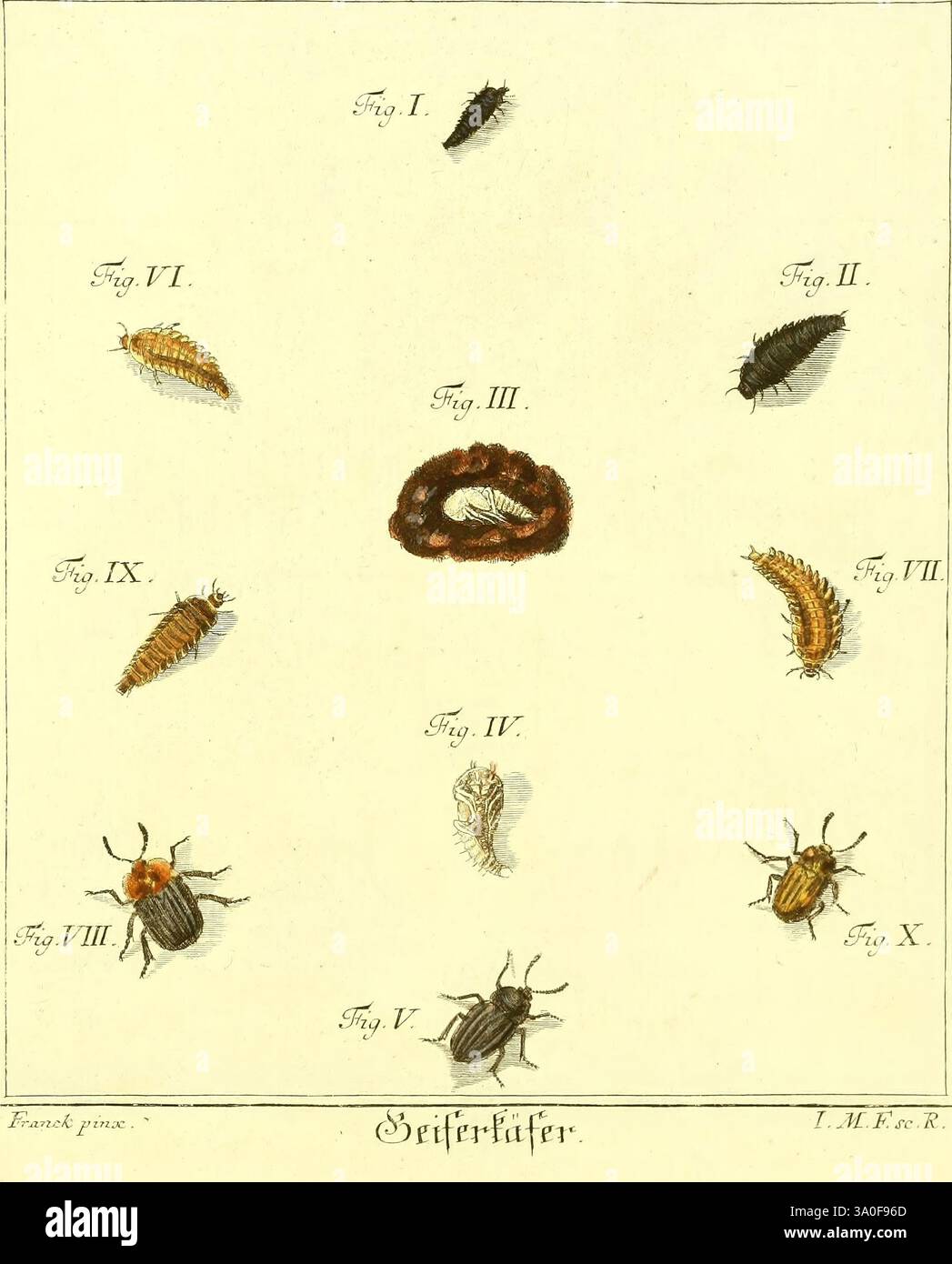 D. Jacob Christian Schäffers Abhandlungen von Insecten, Regensburg ...