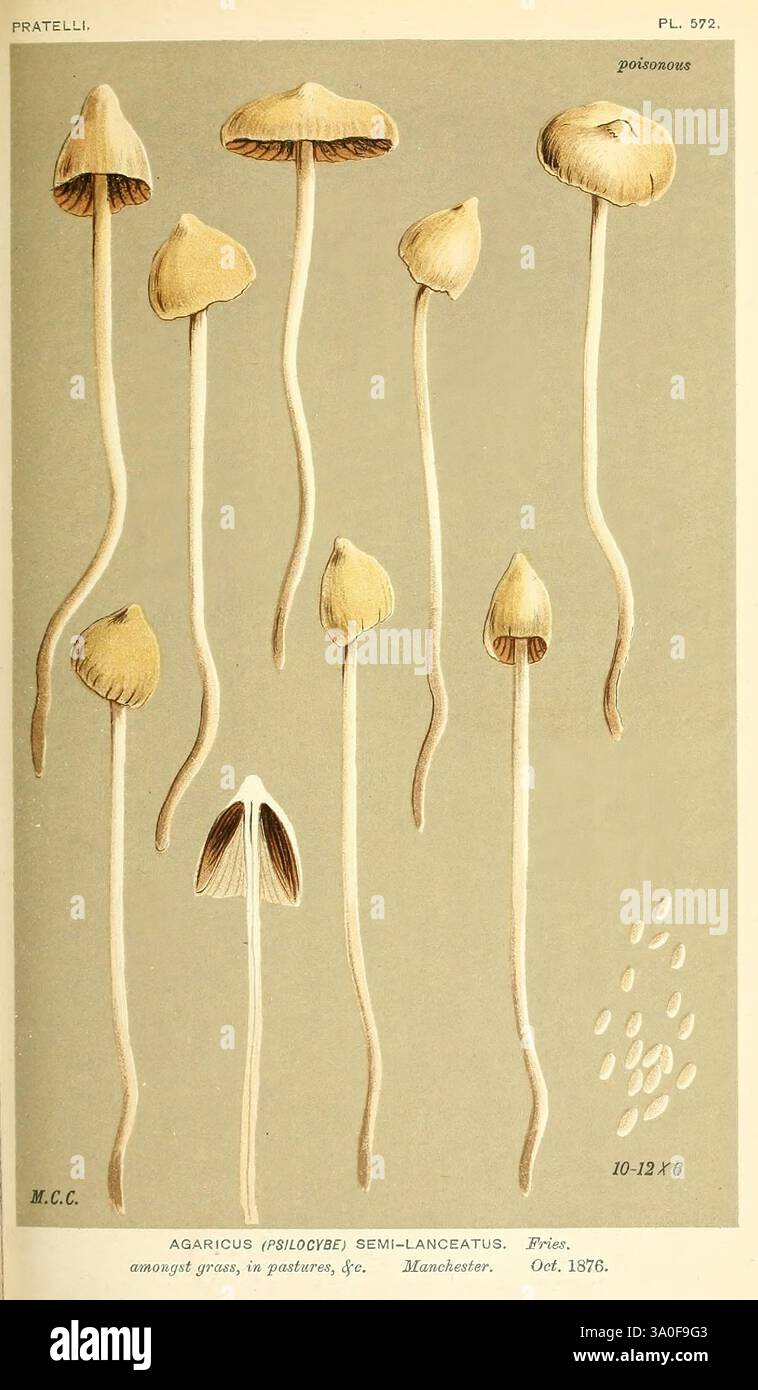 Illustrationen britischer Pilze (Hymenomycetes), die als atlas zum ...
