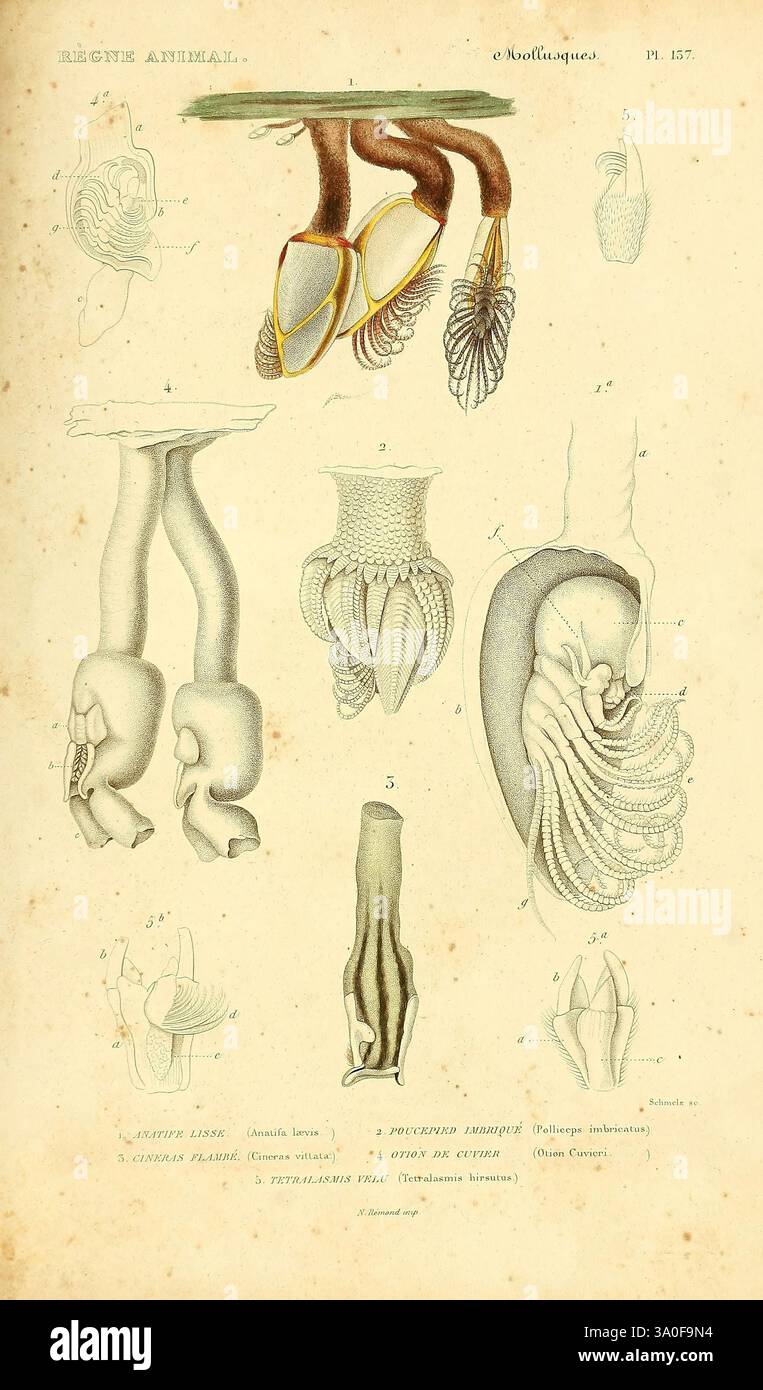 Detaillierte darstellungen von zwei unterschiedlichen arten von ...