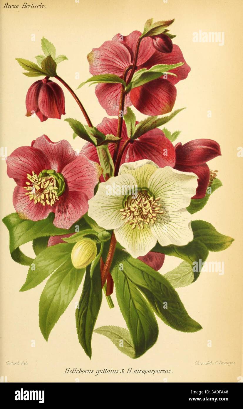 Binomiale helleborus guttatus taxonomie -Fotos und -Bildmaterial in hoher Auflösung – Alamy