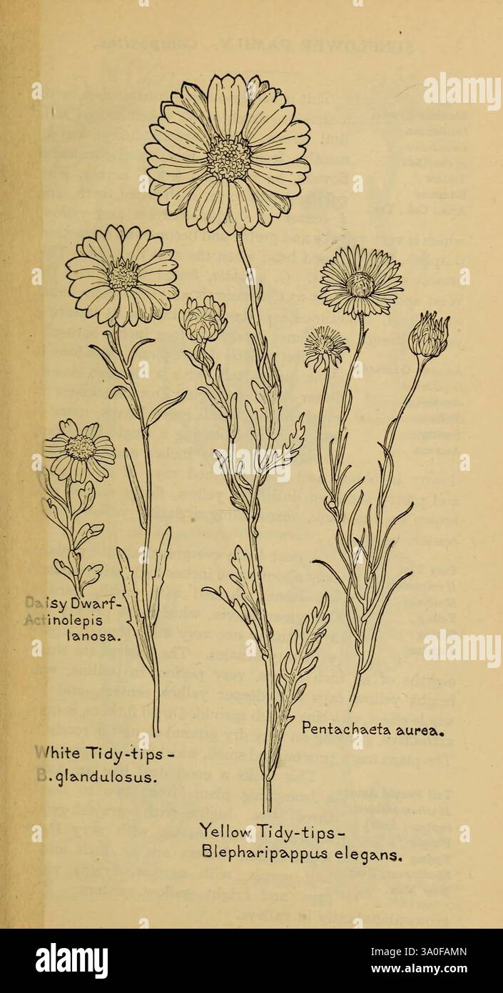 Feldbuch der westlichen Wildblumen, New York, 1915, Identifikation ...