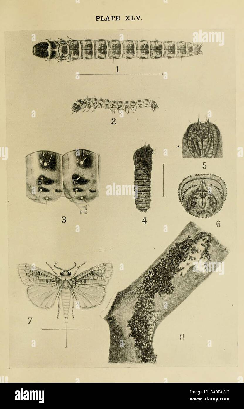 Indian Insecect Life, Calcutta, Thacker, Spink & Co, W. Thacker & Co, 2 ...