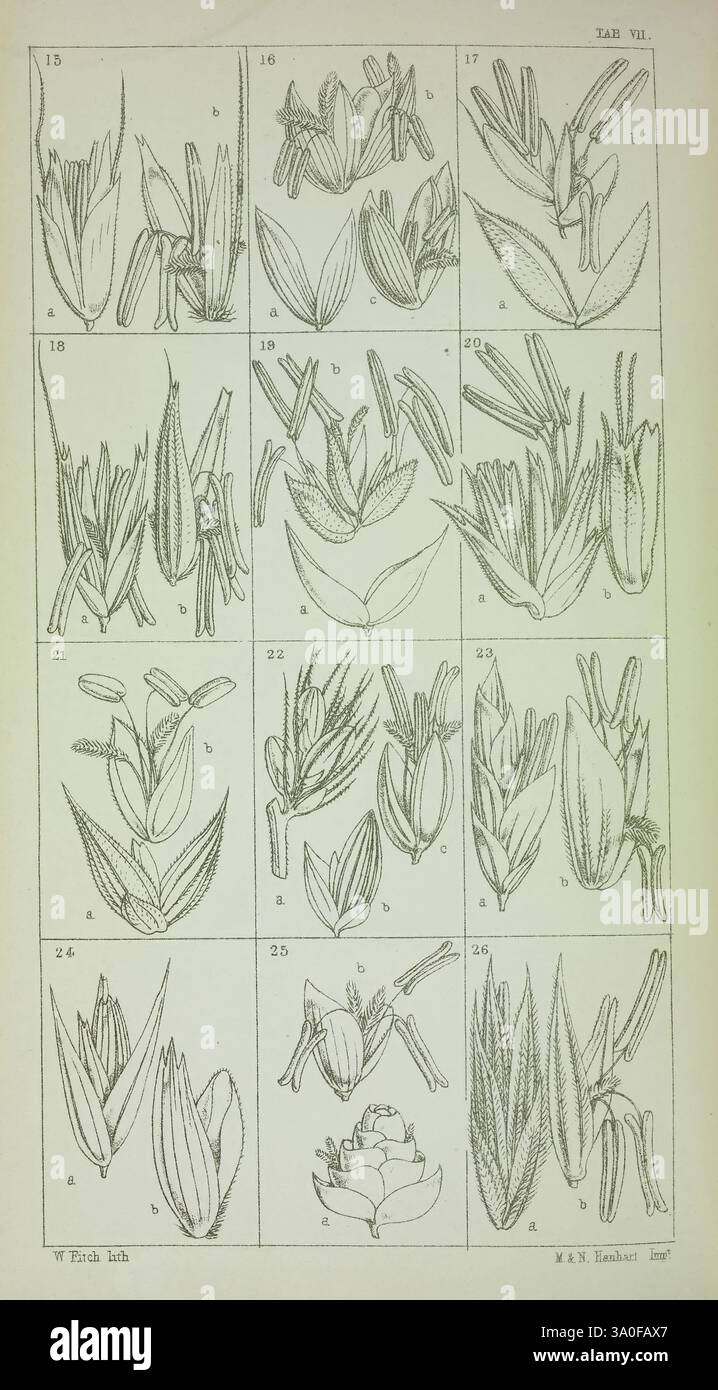 Britische flora london farbe unsere kollektionen -Fotos und ...