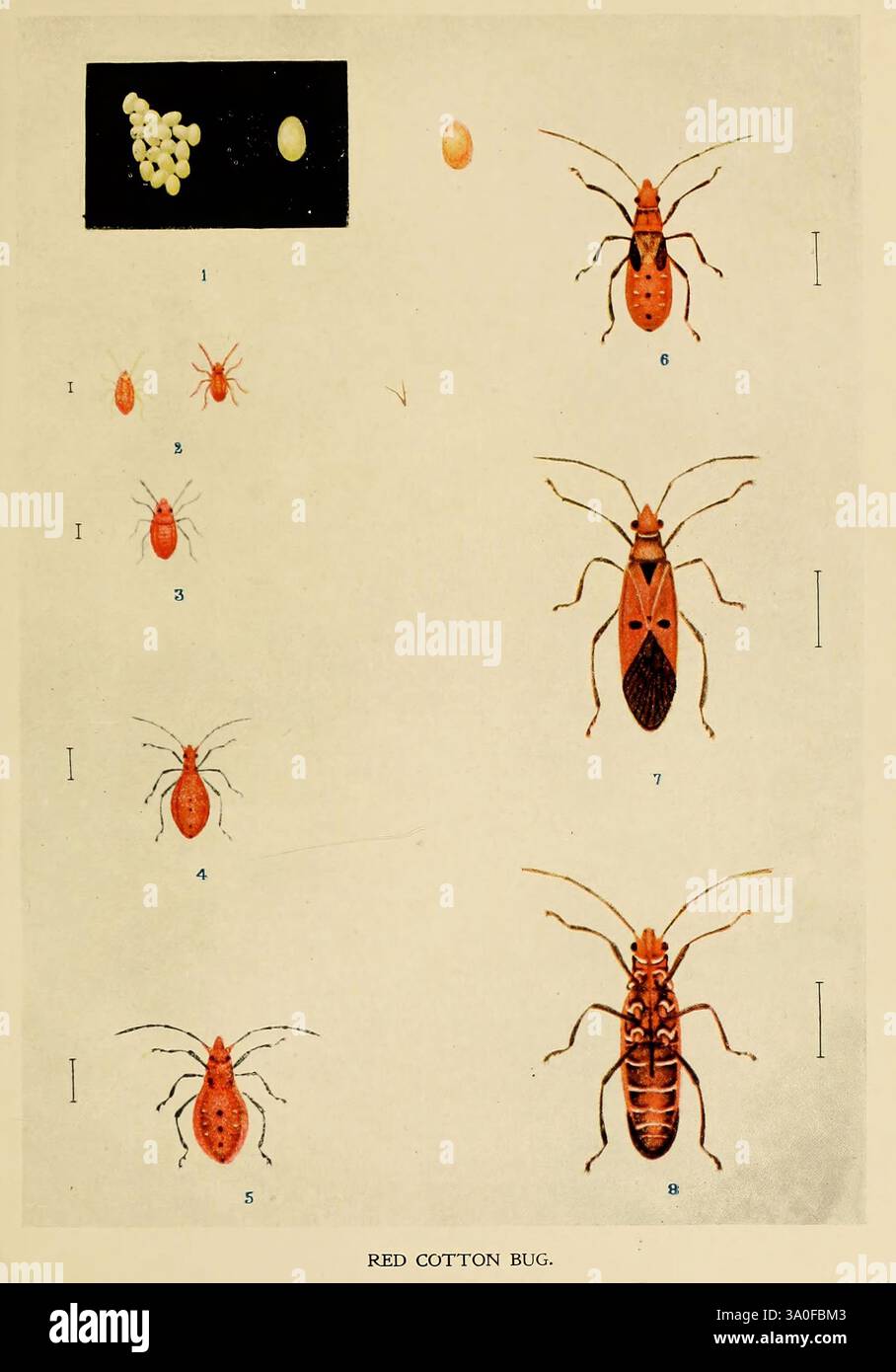 Ovale ansammlung von eiern -Fotos und -Bildmaterial in hoher Auflösung ...