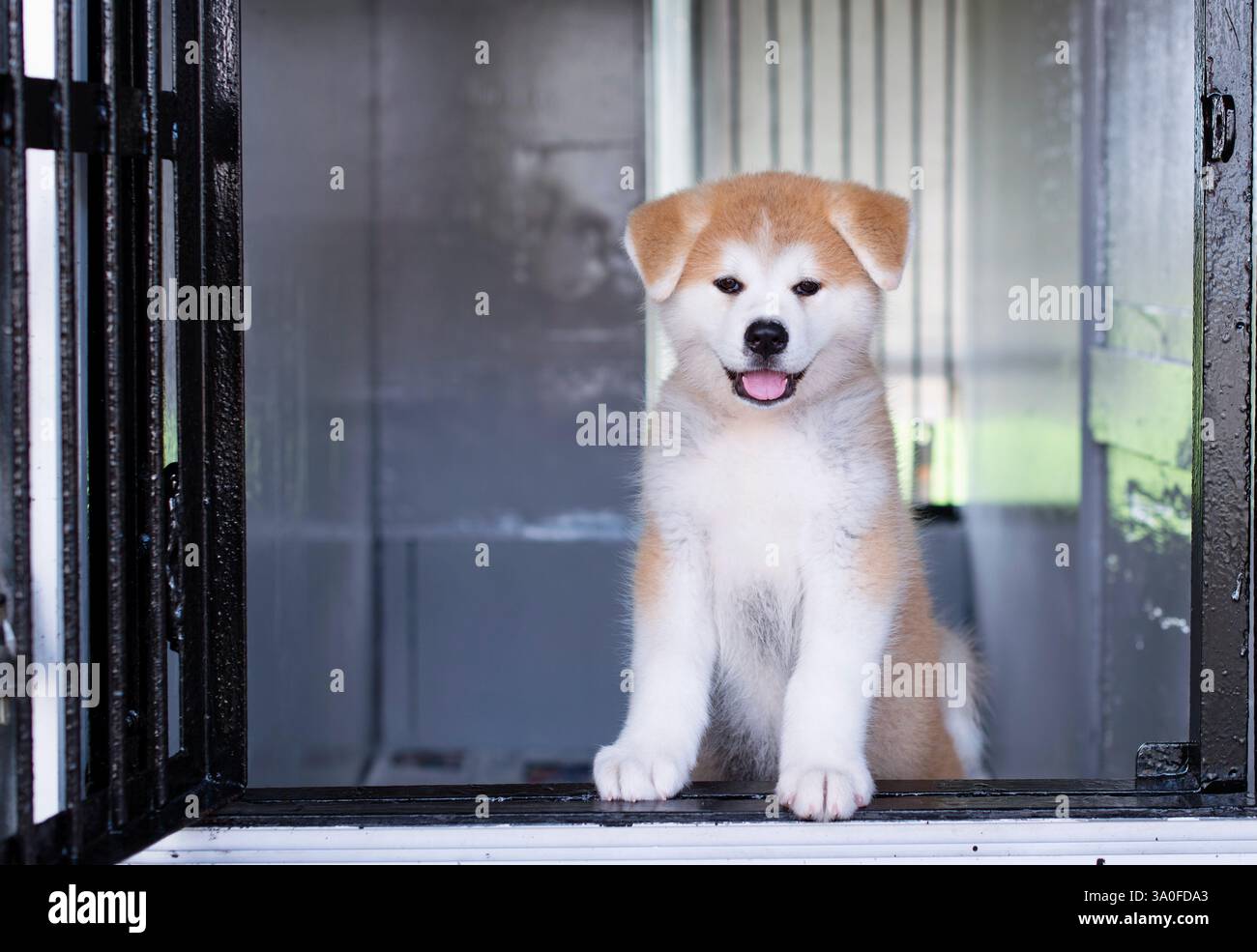 Das Foto zeigt einen 2 Monate alten Welpen Akita Inu, der in Odate City ...