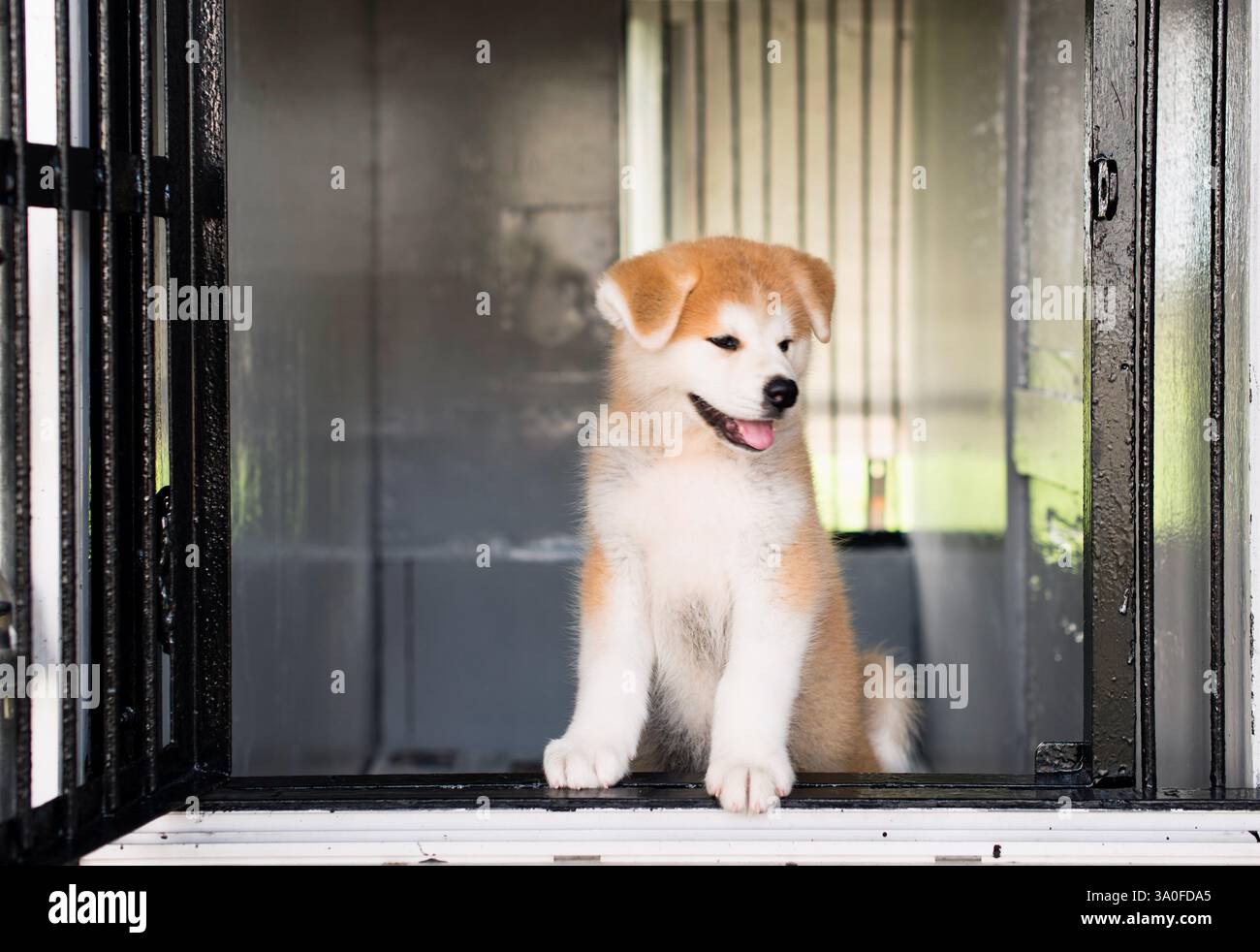 Das Foto zeigt einen 2 Monate alten Welpen Akita Inu, der in Odate City ...