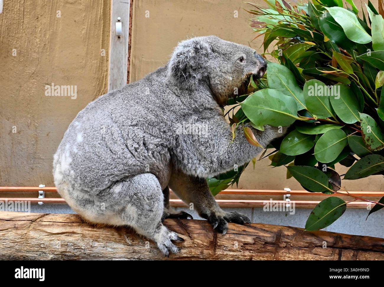 Altersrekord im Koalahaus,im Zoo Duisburg:Koala-Männchen Irwin ist 17 ...