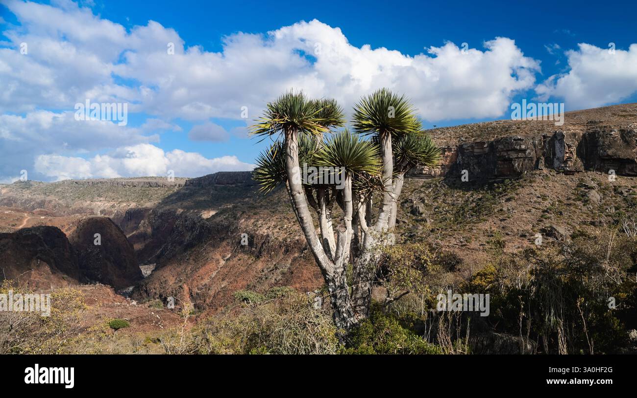 Pulsierende Pflanzen stehen stolz auf den felsigen Hügeln in Socotra ...