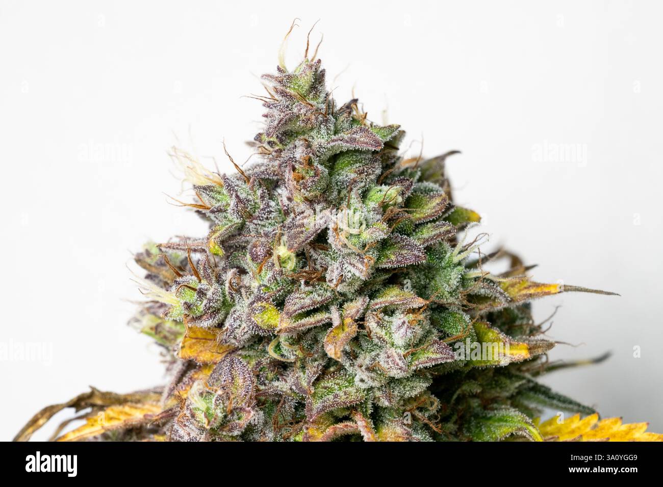 Cannabis Dunger Blute