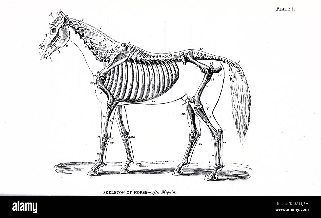 Deltoideus pferd -Fotos und -Bildmaterial in hoher Auflösung – Alamy
