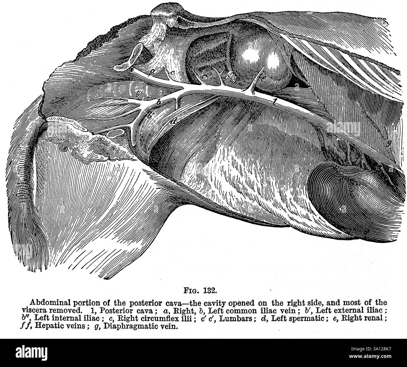 Bauchorgane rechts links -Fotos und -Bildmaterial in hoher Auflösung ...