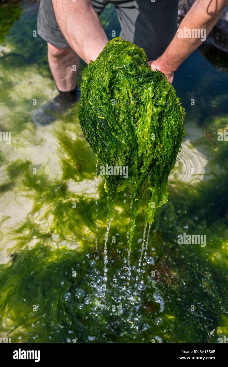 Essbare algen ernten -Fotos und -Bildmaterial in hoher Auflösung – Alamy