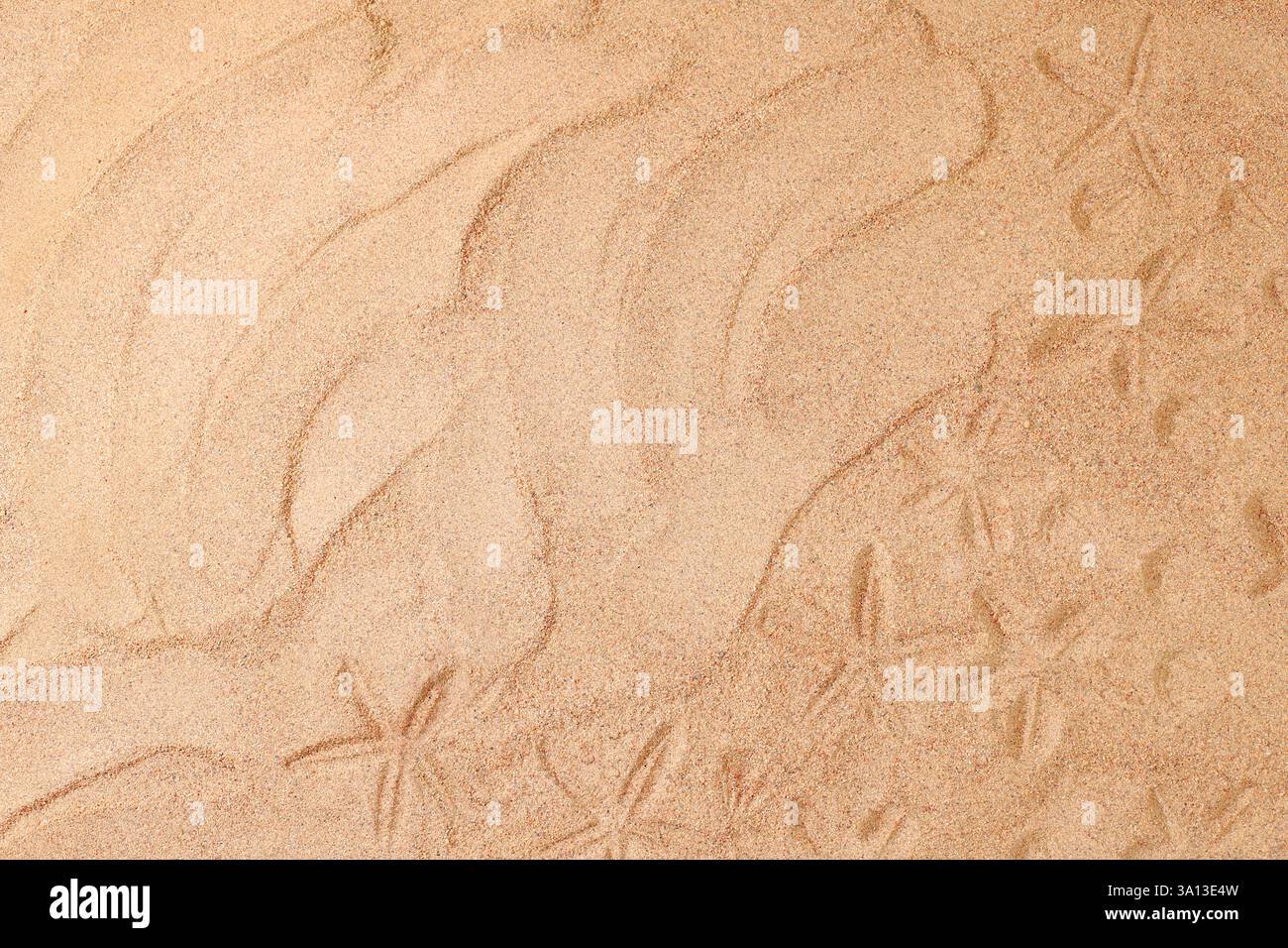Blick von oben auf den Sandstrand mit exotischen Muscheln und ...