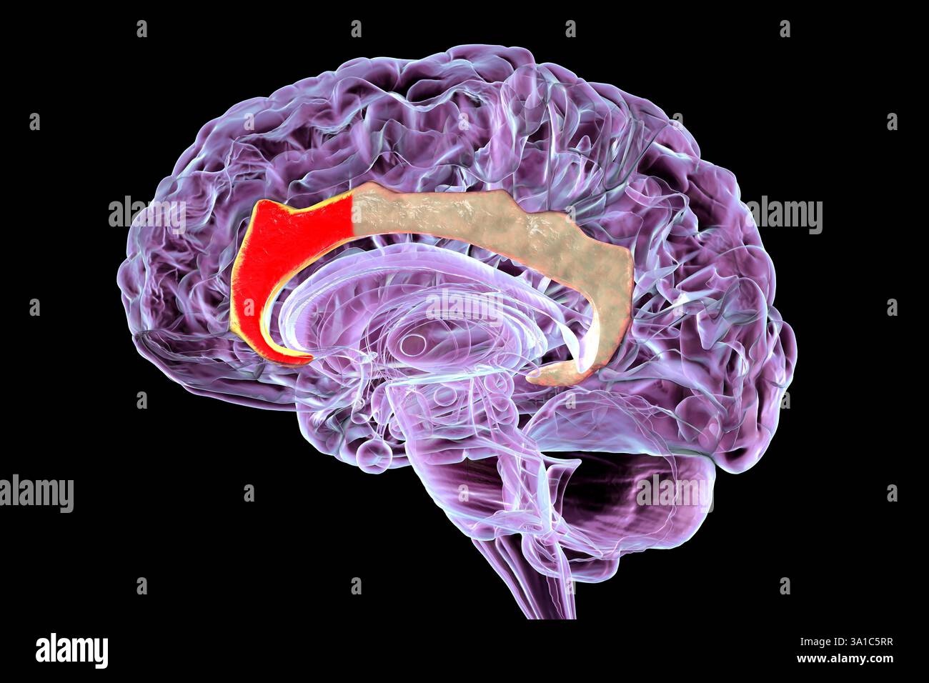 Abbildung des Gyrus cingulata des Gehirns mit dem vorderen cingulären Cortex (ACC) in rot ...