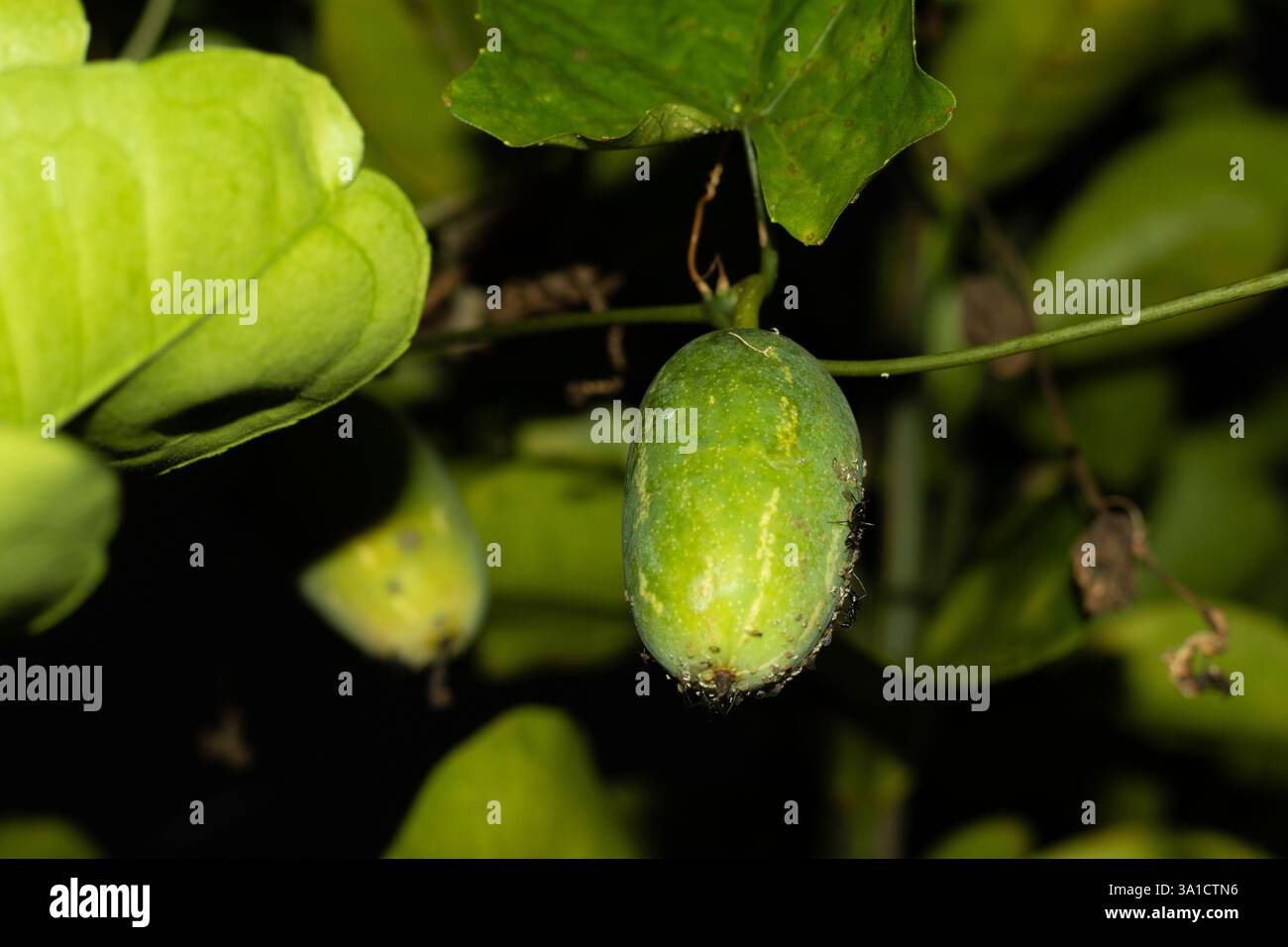 Kleine tindora -Fotos und -Bildmaterial in hoher Auflösung – Alamy