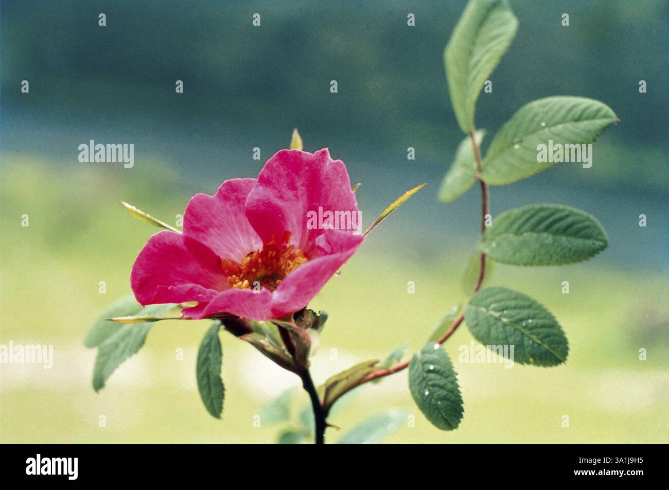 Rosen lateinischer name -Fotos und -Bildmaterial in hoher Auflösung – Alamy