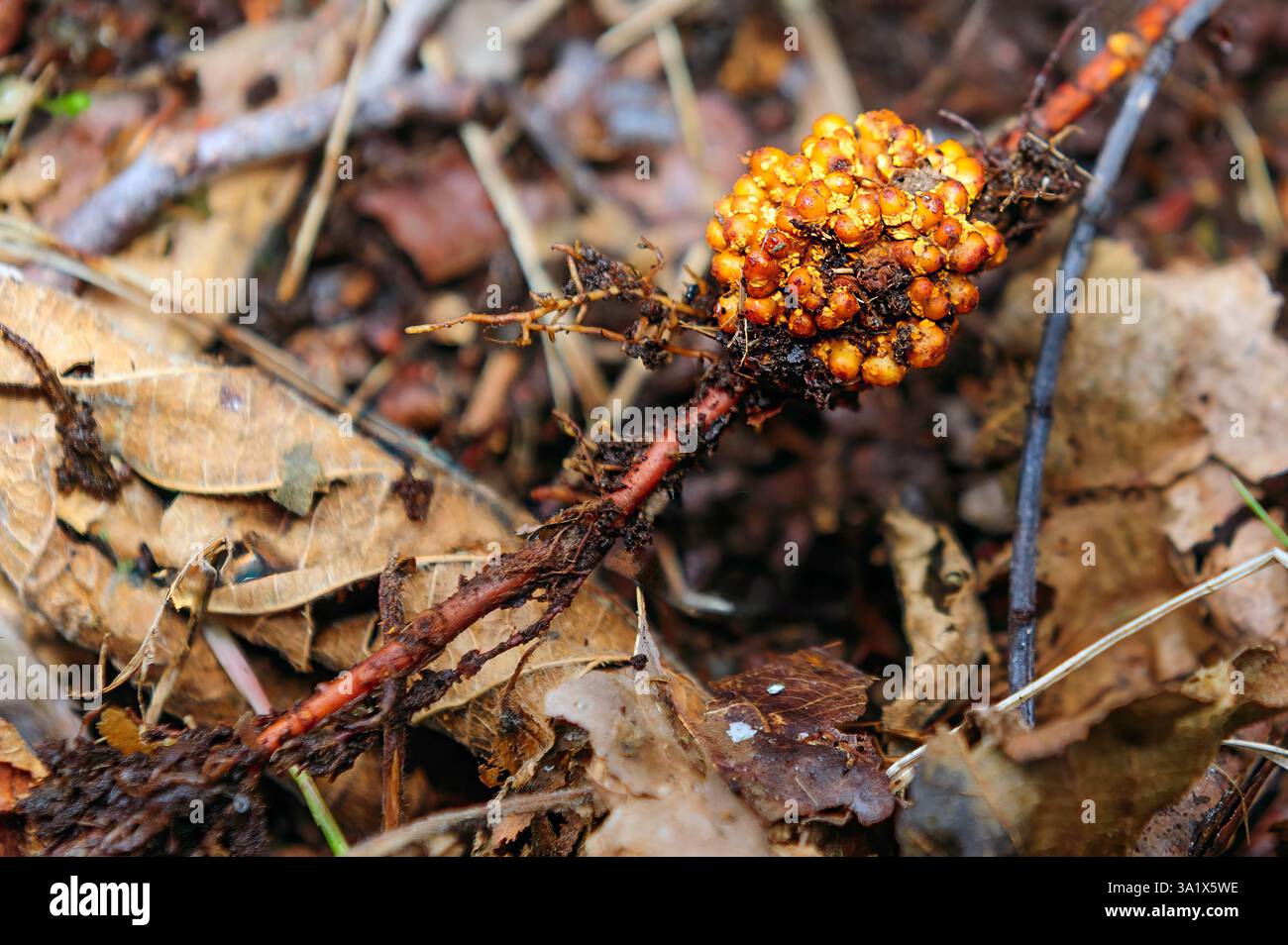 Knoten durch das Bakterium Frankia alni an Wurzeln der Erle (Alnus ...