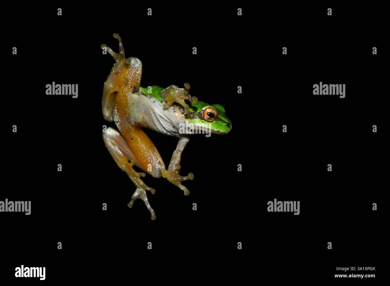 Sierran chorus frosch -Fotos und -Bildmaterial in hoher Auflösung – Alamy