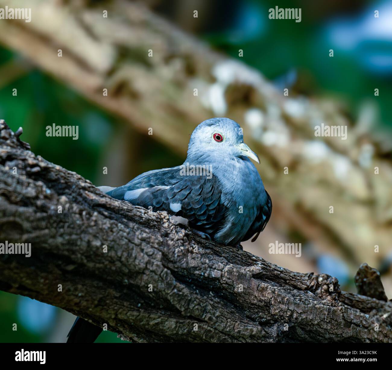 Blue Ground Dove (Claravis pretiosa) Aves Stockfotografie - Alamy