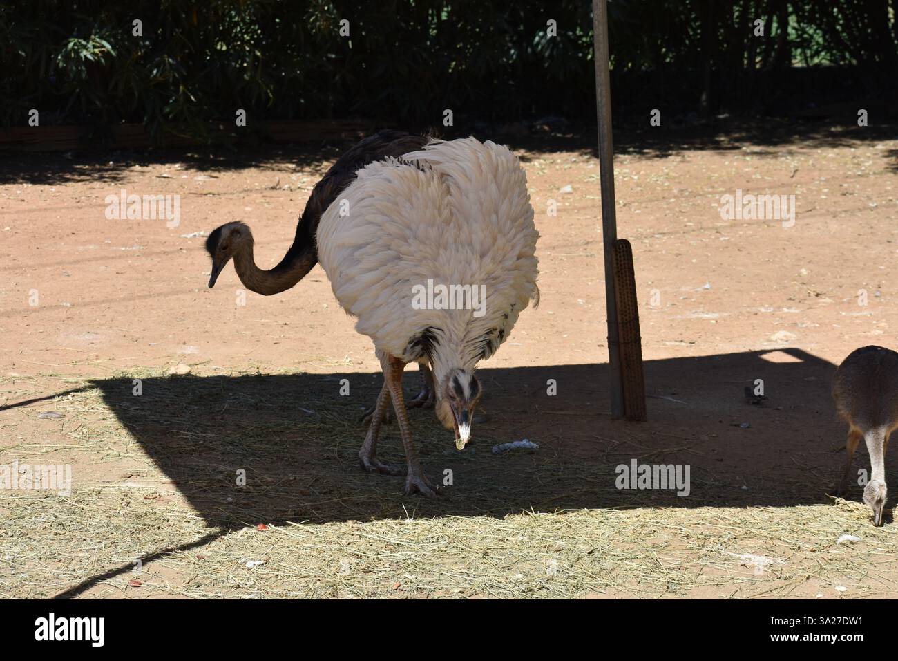 Exotische zootiere -Fotos und -Bildmaterial in hoher Auflösung – Alamy
