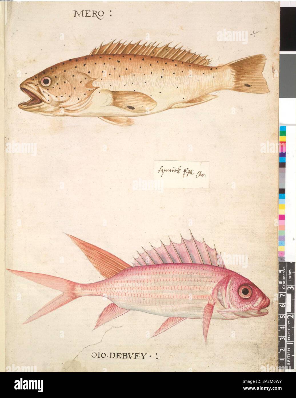 Diese Abbildung, die mit John White assoziiert ist, zeigt einen Grouper ...