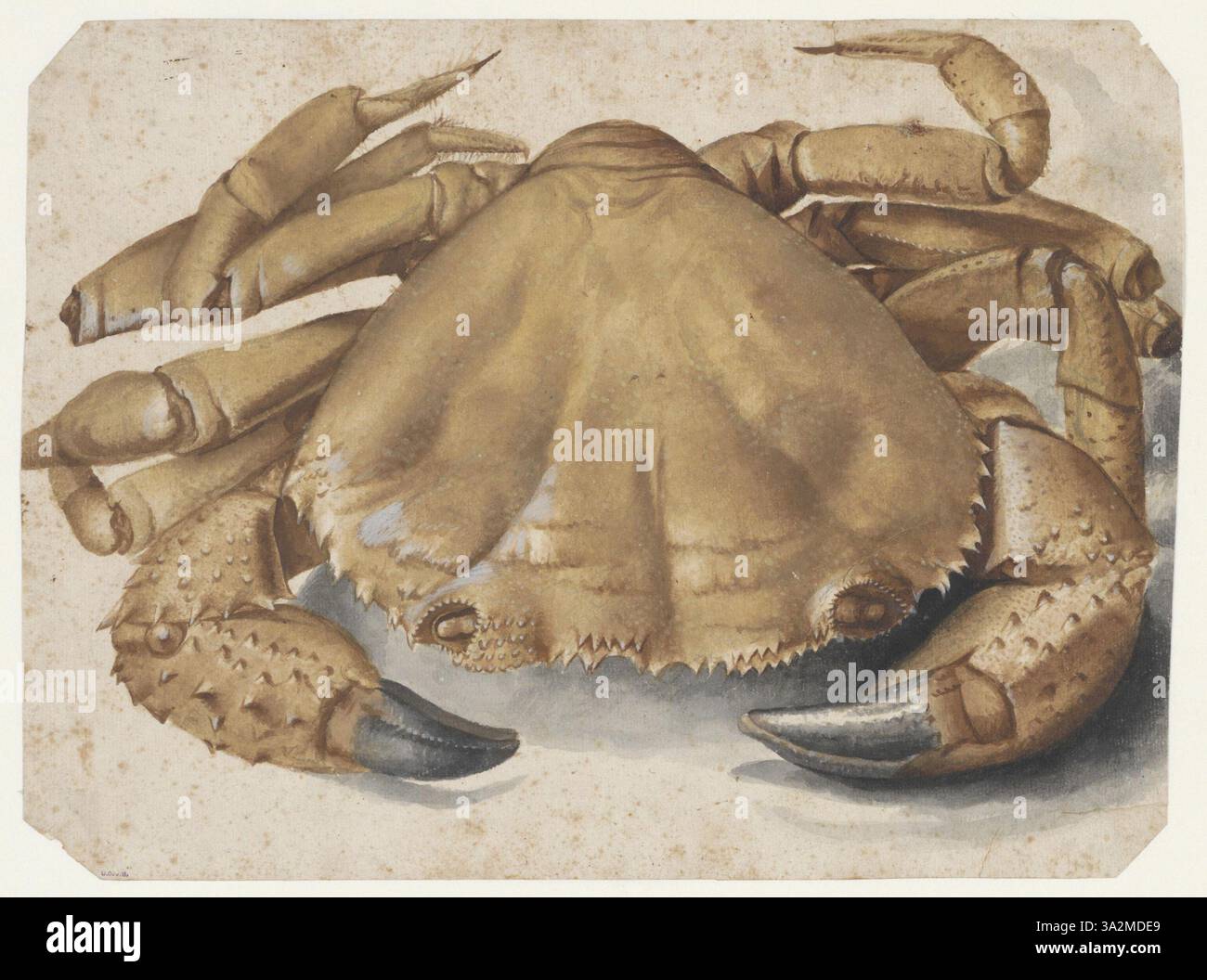 Eine Studie der Eriphia Spinifrons Krabbe von Albrecht Dürer, die sein ...