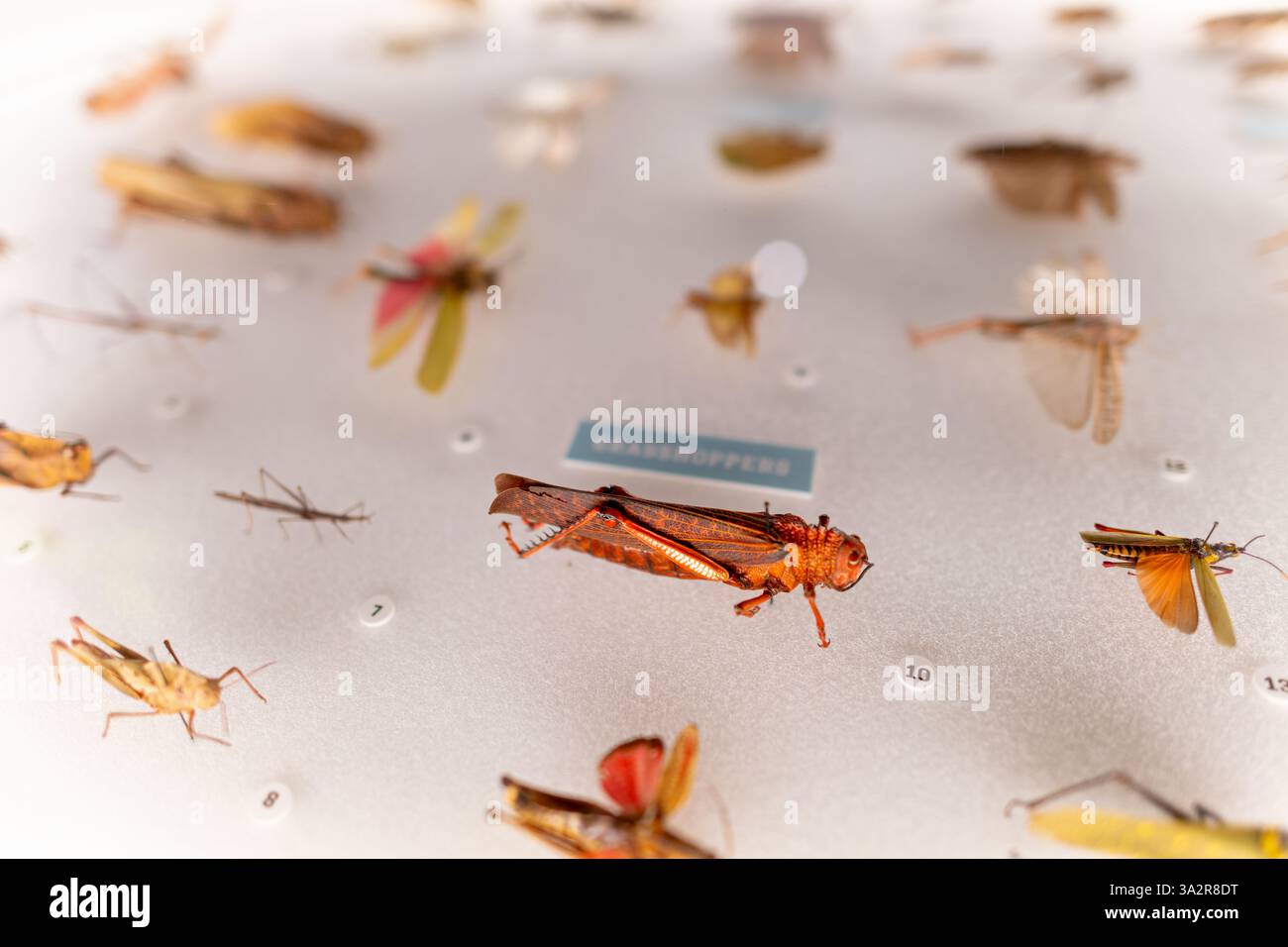 NEW YORK CITY, Vereinigte Staaten — im Susan and Peter J. Solomon ...