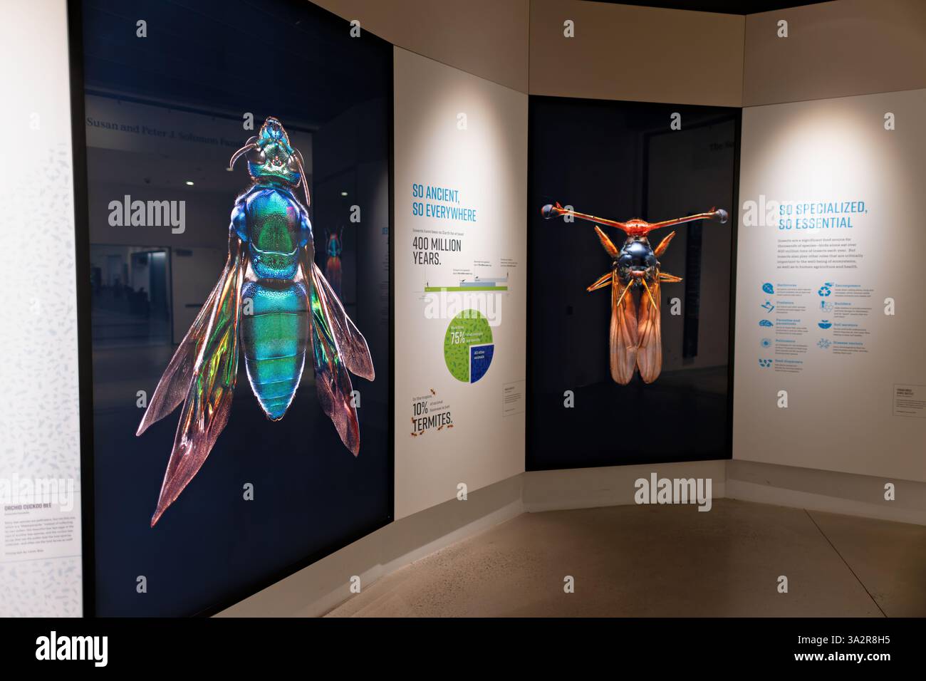 NEW YORK CITY, USA – das Susan and Peter J. Solomon Family Insectarium ...
