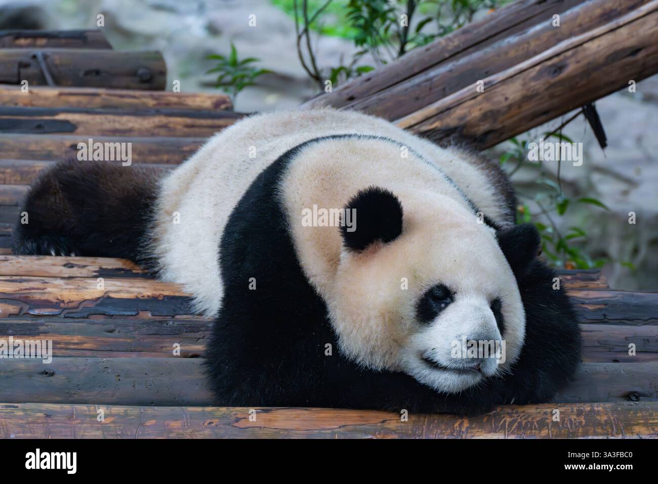 Der Riesenpanda Chen Chen schläft am 15. März 2025 im Chongqing Zoo in ...