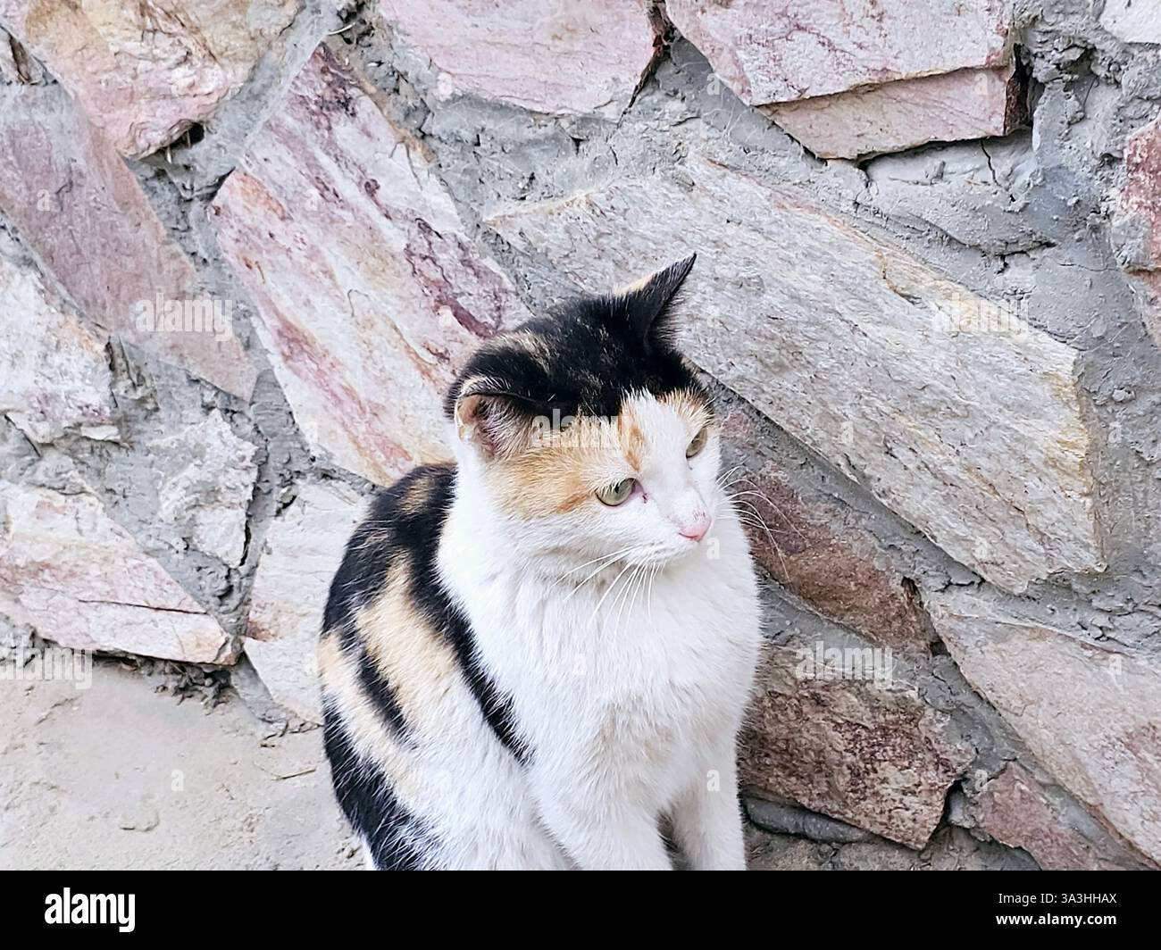 Die ägyptische Straßenkatze, eine verwilderte Katze oder eine ...