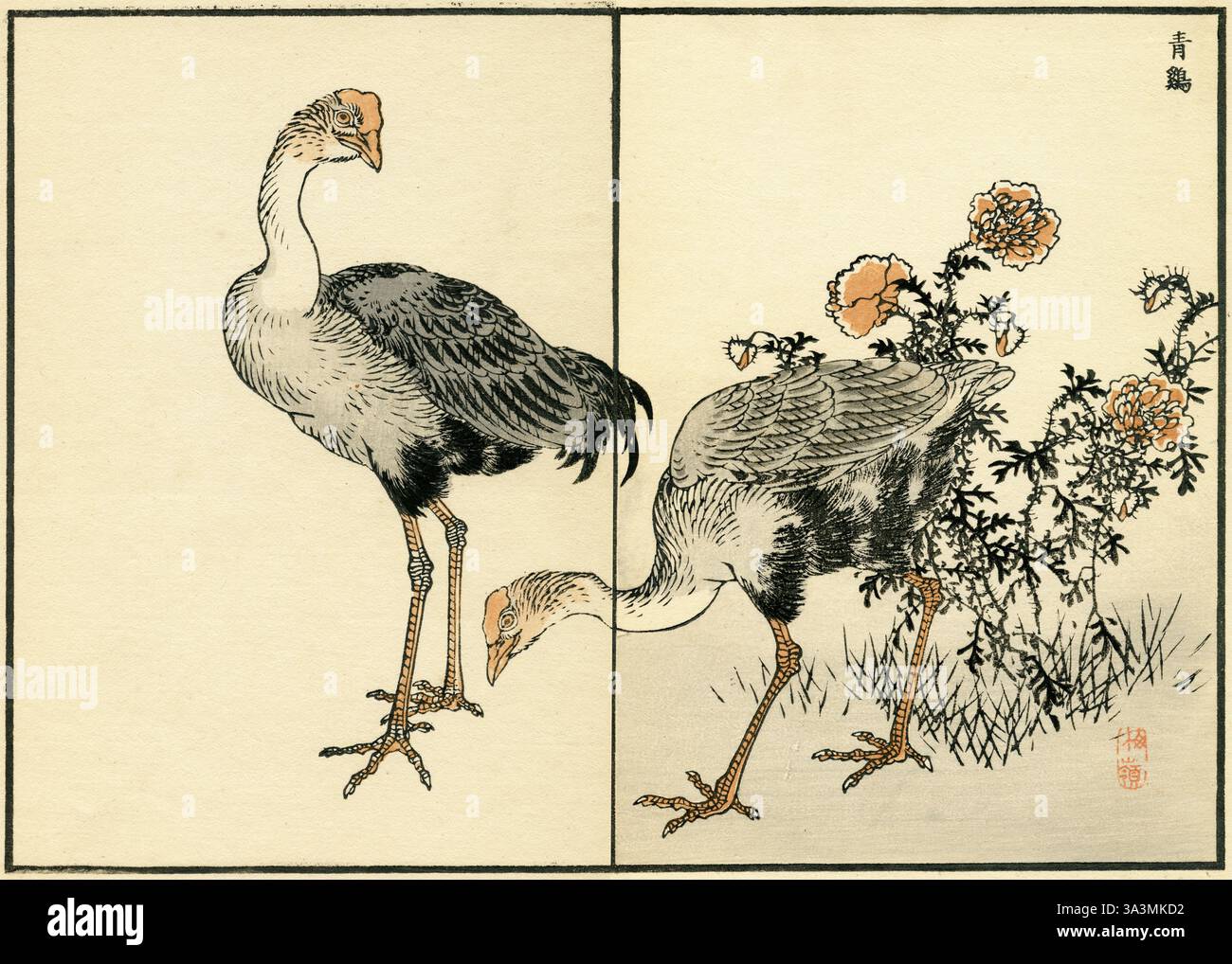 Western Swamphen and Shirley Poppy ( Porphyrio porphyrio / Papaver ...