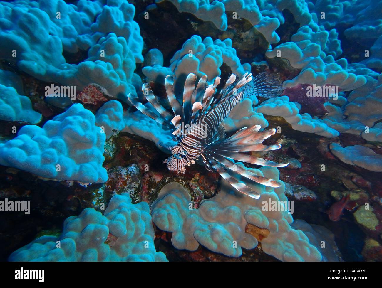 Fische rotes meer -Fotos und -Bildmaterial in hoher Auflösung – Alamy