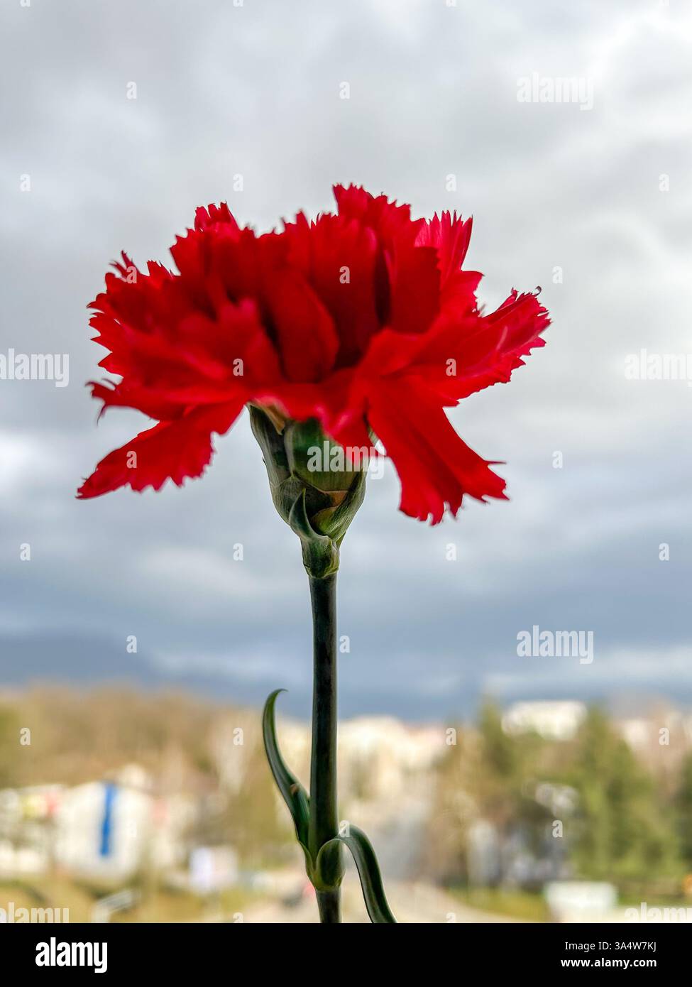 Eine leuchtende rote Nelke (Dianthus caryophyllus) in voller Blüte, die ...