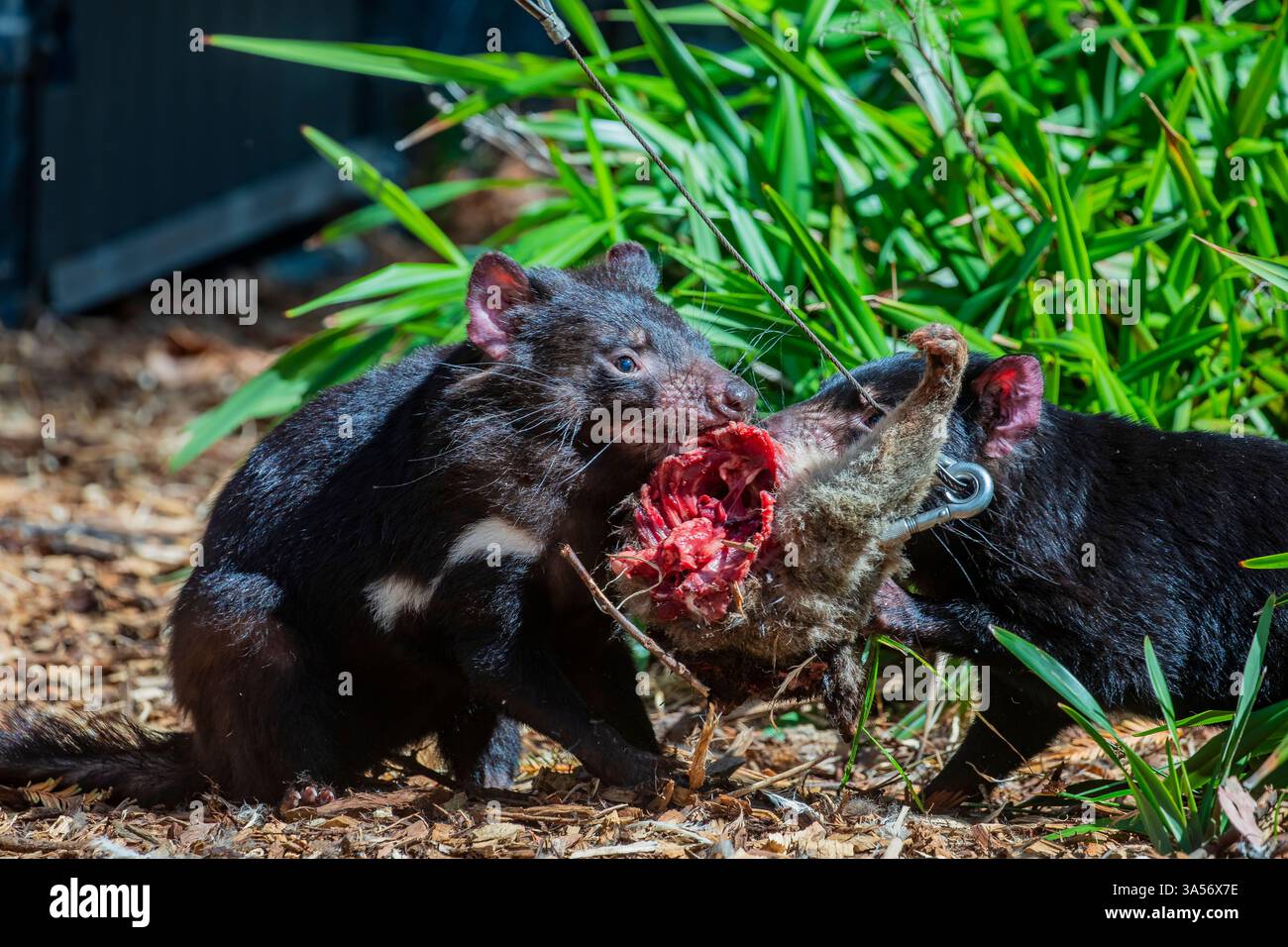 Der Tasmanische Teufel (Sarcophilus harrisii) isst Fleisch. Sie ist ...