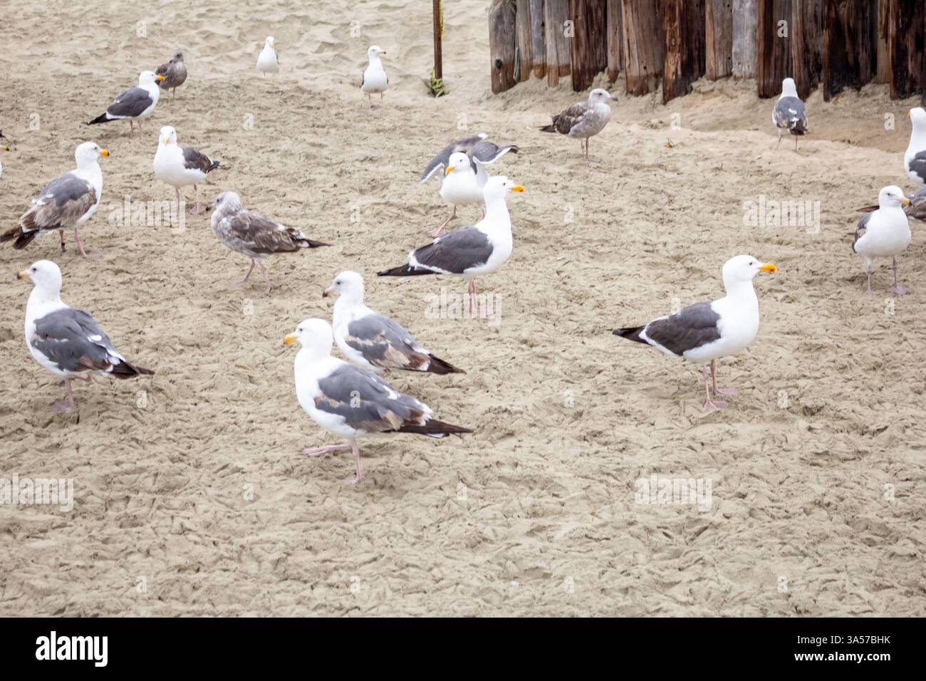 Blick auf mehrere Möwen am Strand Stockfotografie - Alamy