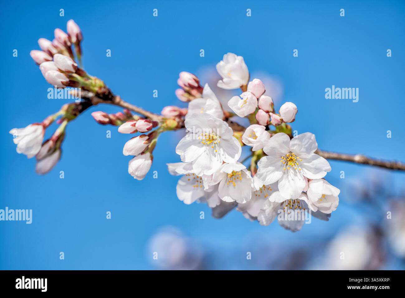 WASHINGTON DC, Vereinigte Staaten – die frischen weißen Yoshino ...