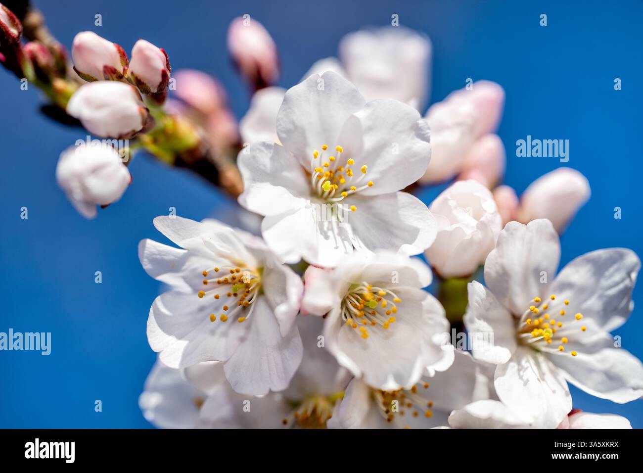 WASHINGTON DC, Vereinigte Staaten – die frischen weißen Yoshino ...