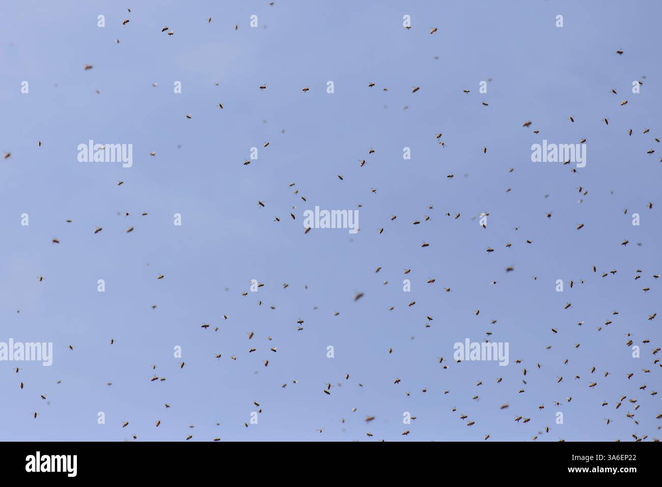 Bienen obstbau -Fotos und -Bildmaterial in hoher Auflösung – Alamy