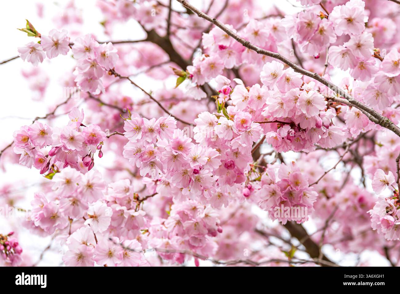 Herbstkirsche, Winterblühende Kirsche (Prunus subhirtella 'autumnalis ...