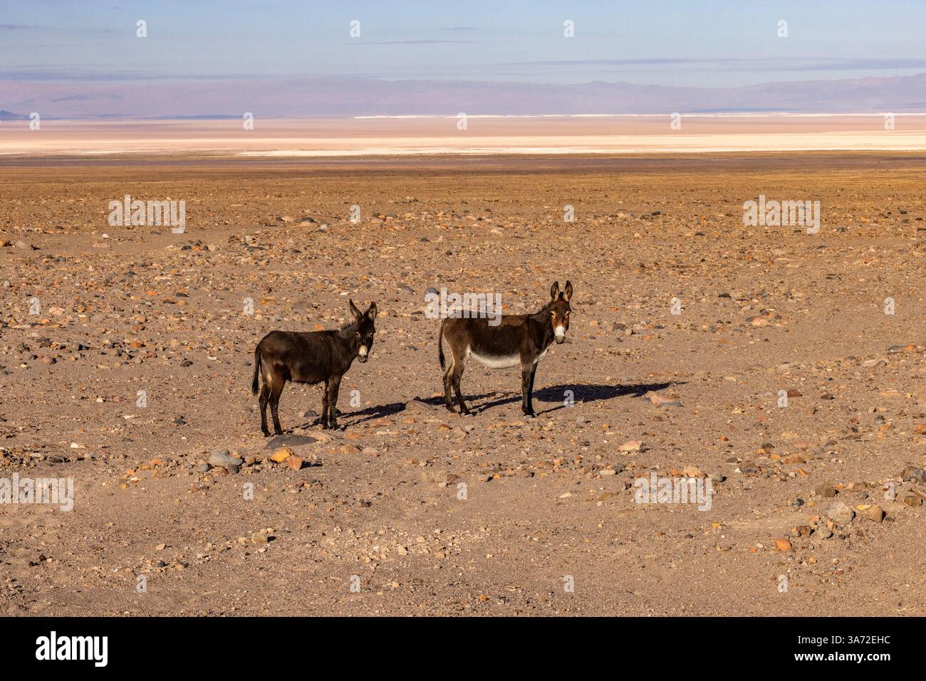 Zwei burros -Fotos und -Bildmaterial in hoher Auflösung – Alamy