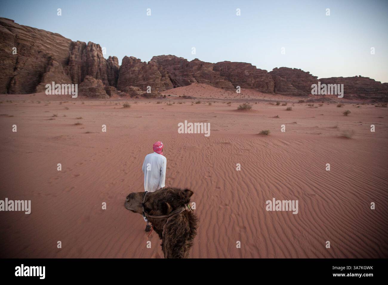 27. April 2012 – Jordanien – Ein Beduin führt ein Kamel durch die Wüste ...