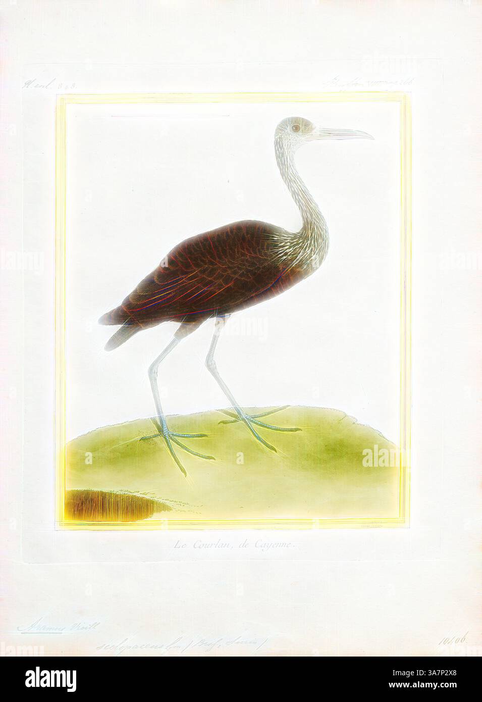 Eine detaillierte Abbildung eines Watvogels, gekennzeichnet durch seine ...