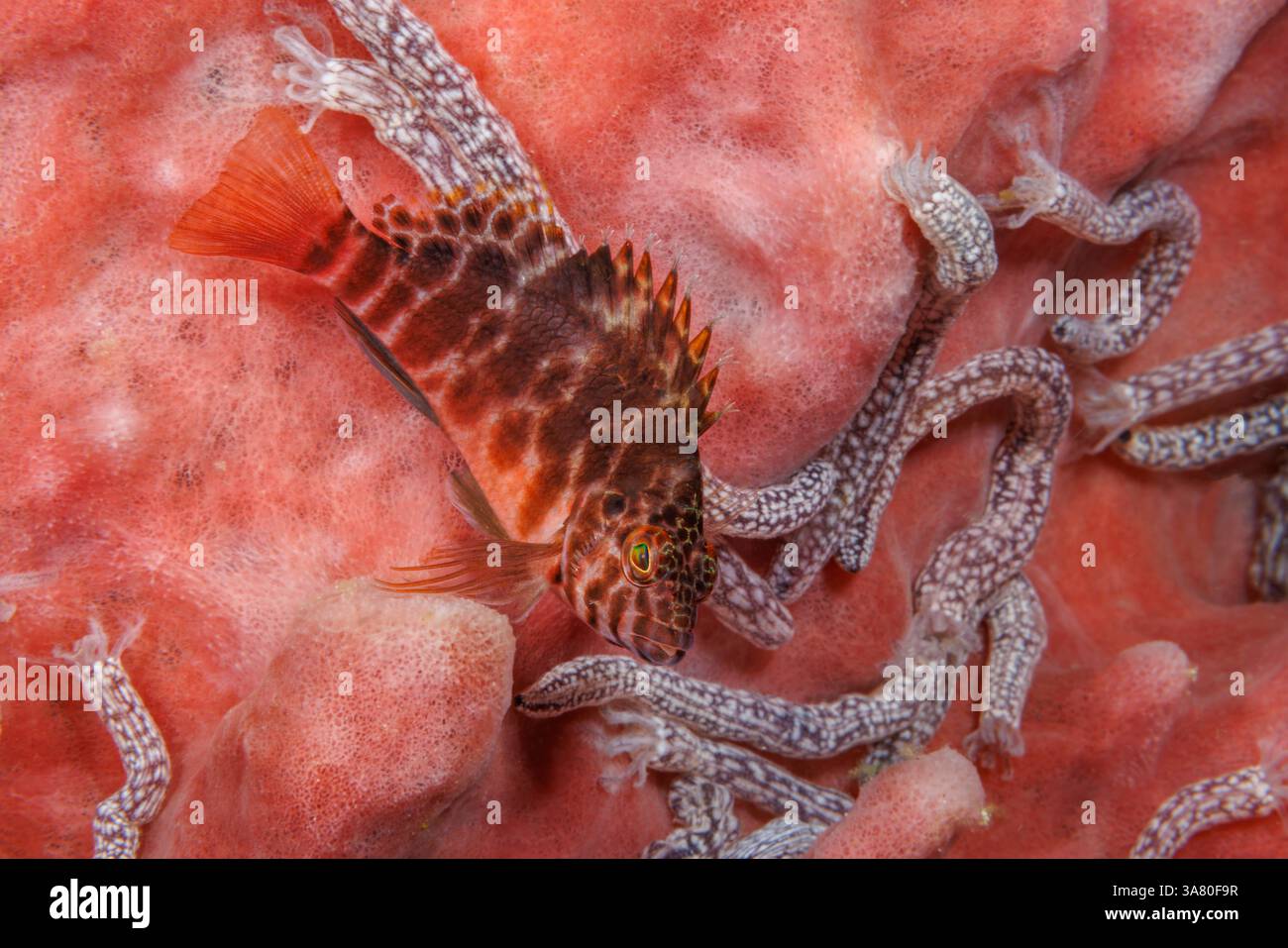 Ein Fadenkreuz, Cirrhitichthys aprinus und Lamperts Holothurier oder ...