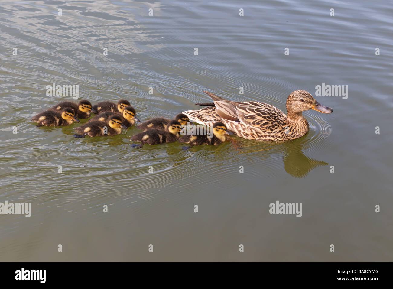 Die Ente schwimmt auf dem Teich und es gibt kleine Enten um ihn herum ...