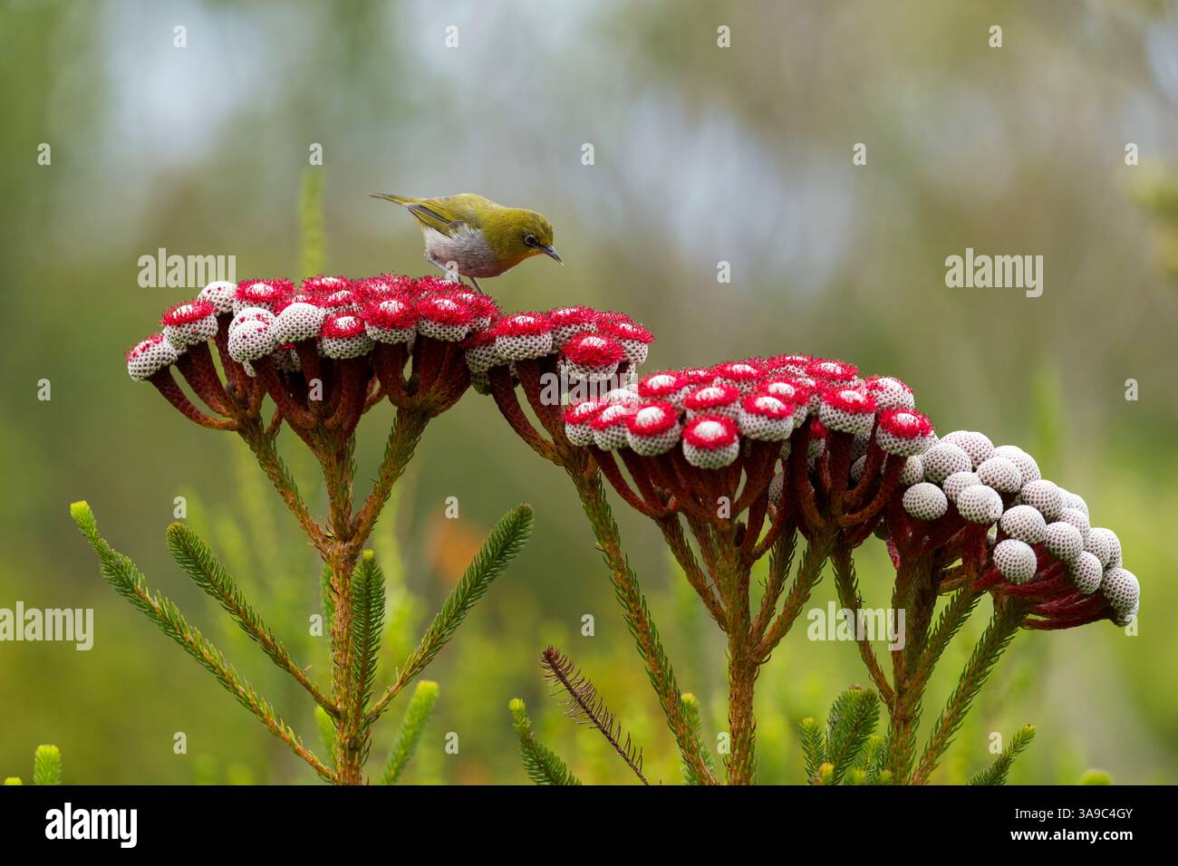 Berzelia stokoei -Fotos und -Bildmaterial in hoher Auflösung – Alamy