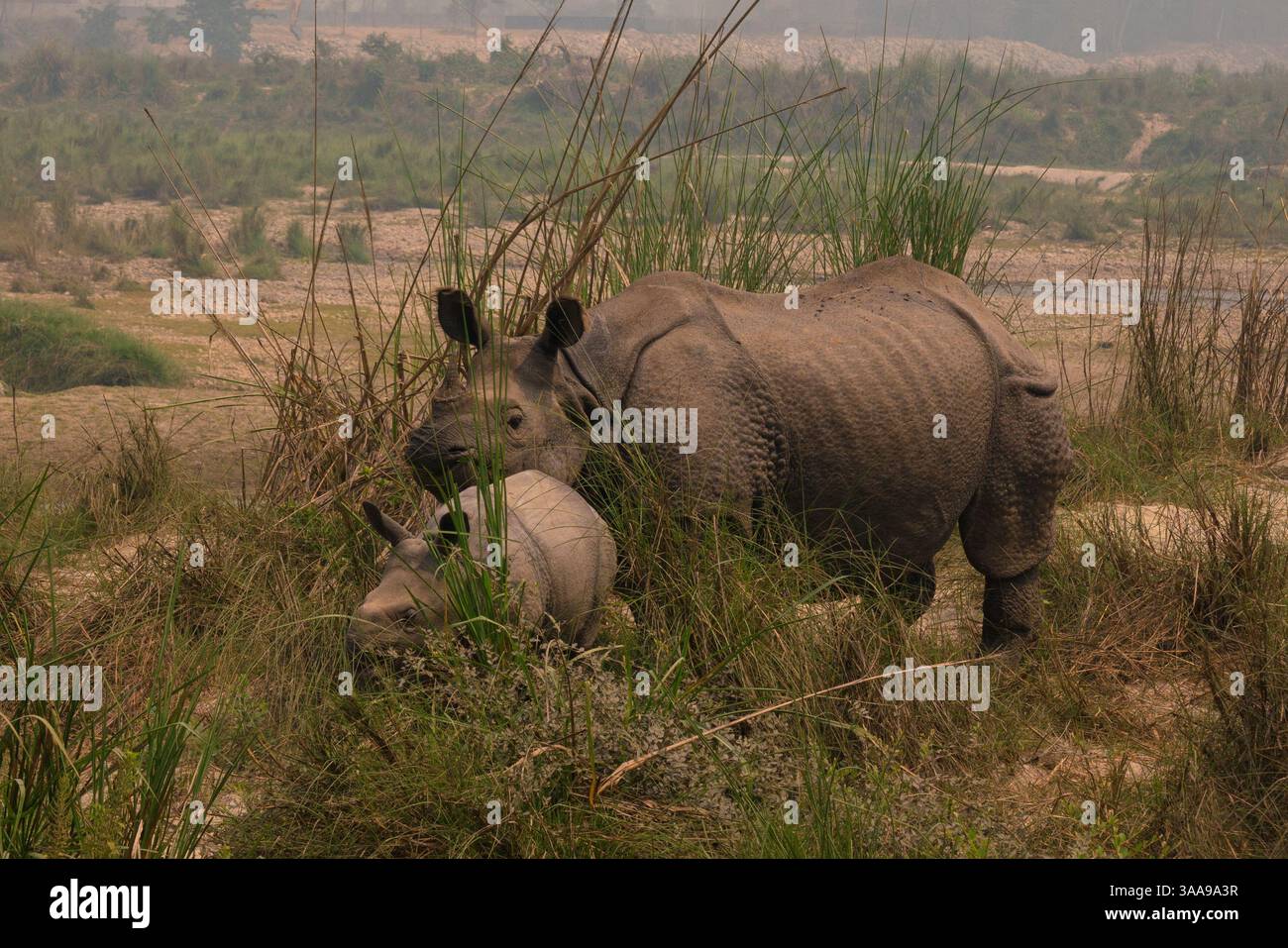 Chitwan, Bagmati, Nepal. 31. März 2025. Ein einhörniges Nashorn wurde am Montag, dem 31. März ...