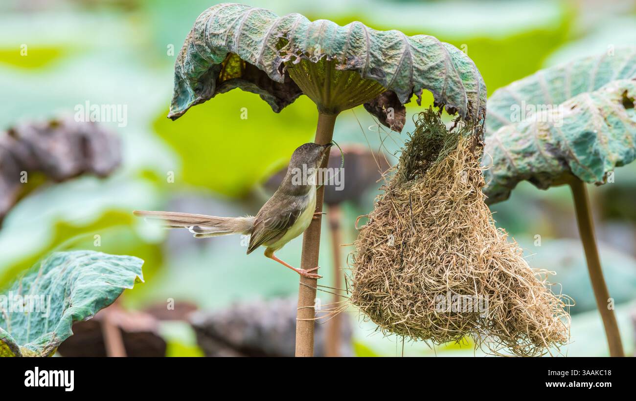 Vogel (Plain Prinia, Weißbrauen Prinia, Plain Wren-Warbler, Brauner ...